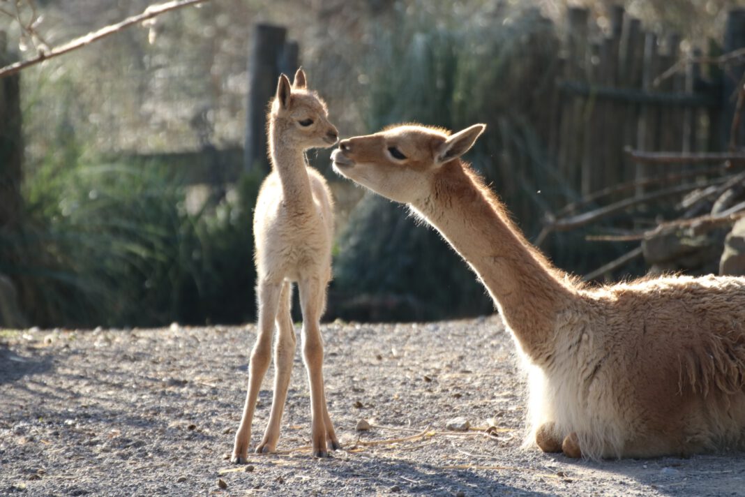 Vikunja-Nachwuchs im Zoo Osnabrück geboren-Schon auf wackeligen Beinen ...