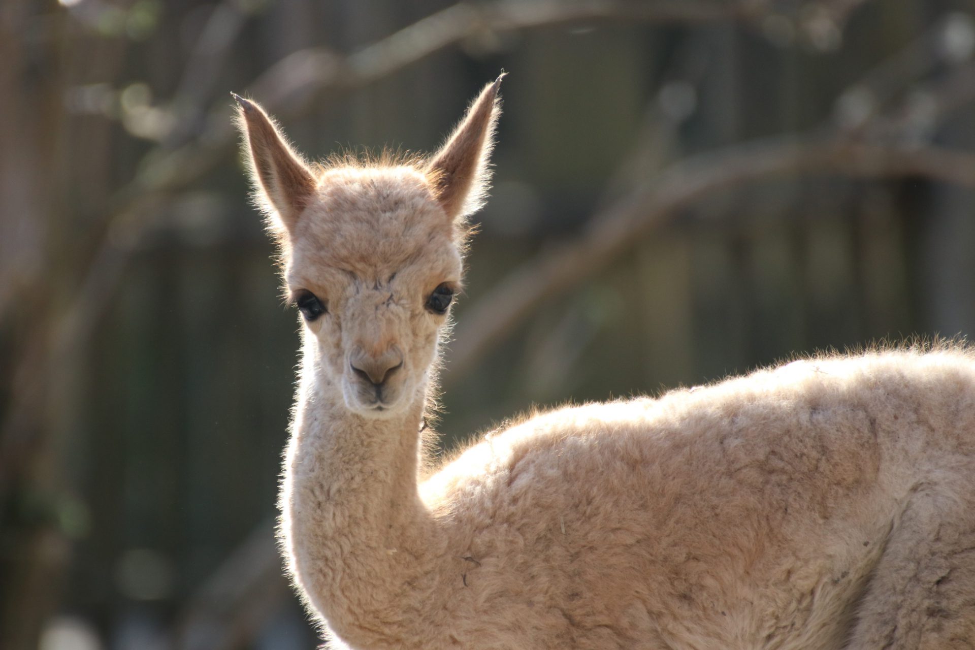 Vikunja-Nachwuchs im Zoo Osnabrück geboren-Schon auf wackeligen Beinen ...