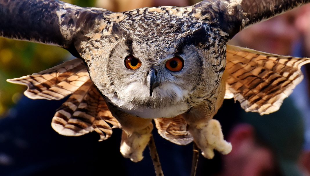 Eulen – Geheimnisvolle Vögel der Nacht - OSKURIER