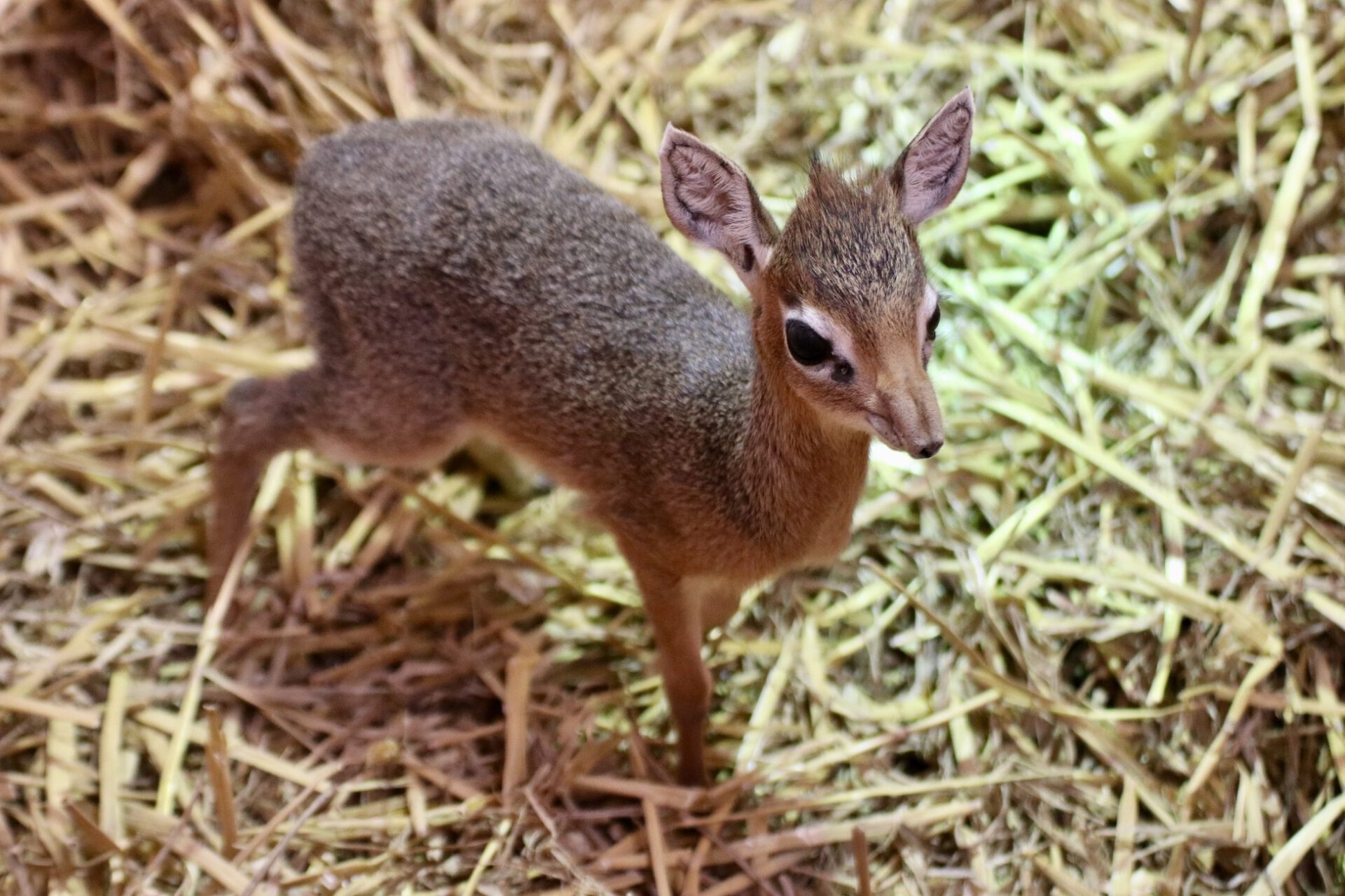 Kirk-Dikdik "Günther" im Zoo Osnabrück geboren - OSKURIER